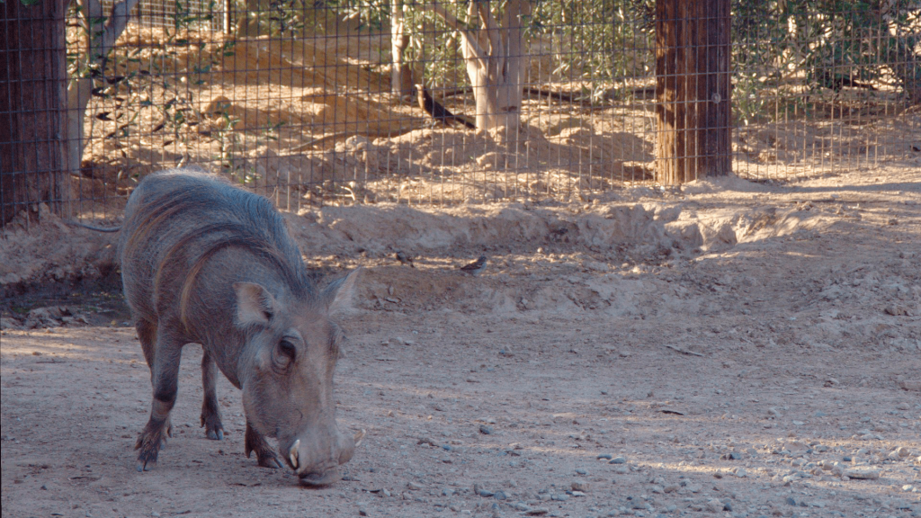 Where do you aim when shooting hogs? | HSM Outdoors